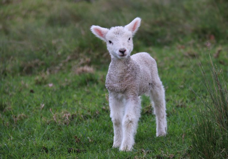 Lamb of God: Meaning, Bible Verses, and Applications